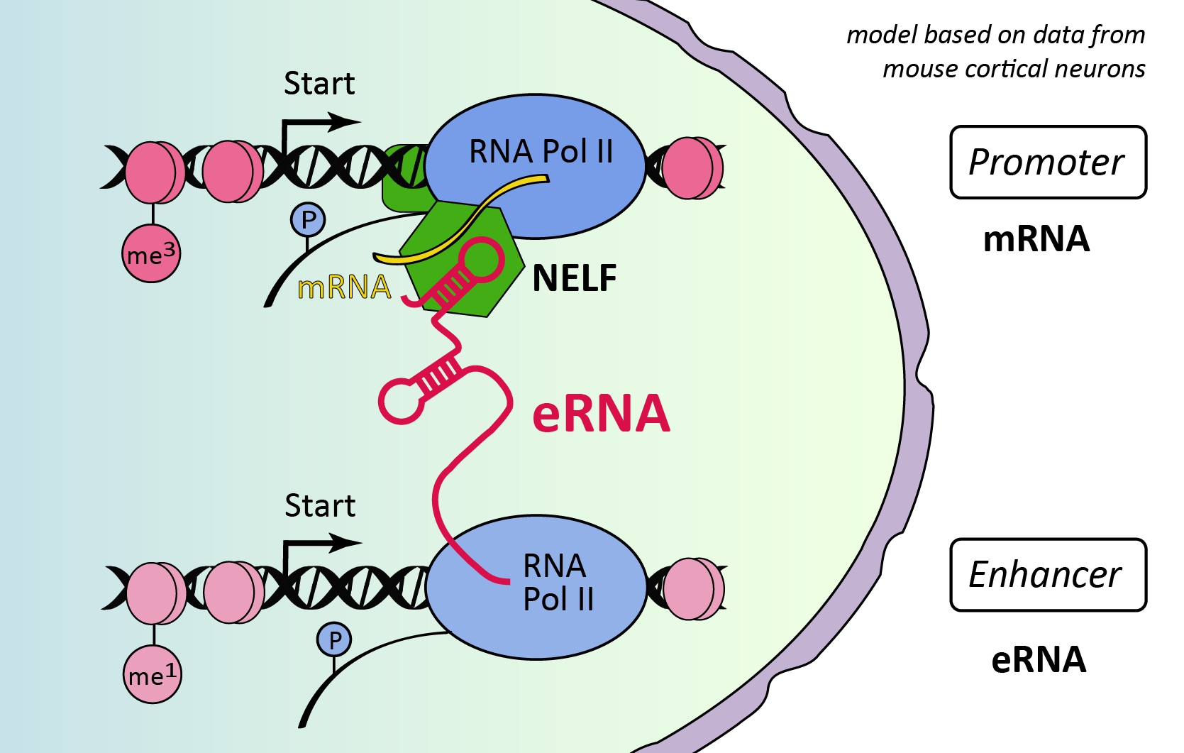 Neuronal enhancer RNAs (eRNAs)